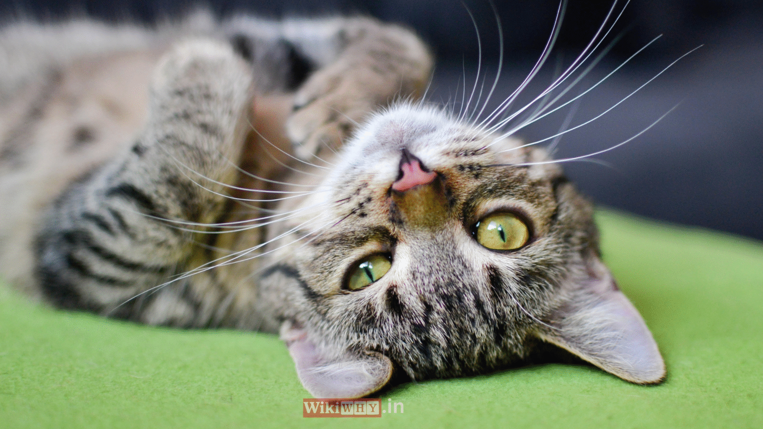 Is Green Cat Poop Normal? What Every Cat Owner Should Know - Wikiwhy